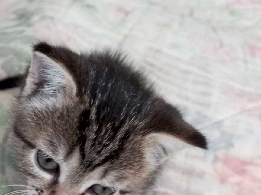 Сибирская кошка