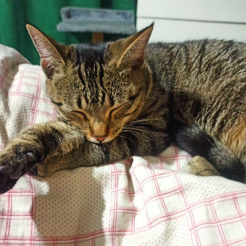 Кошечка