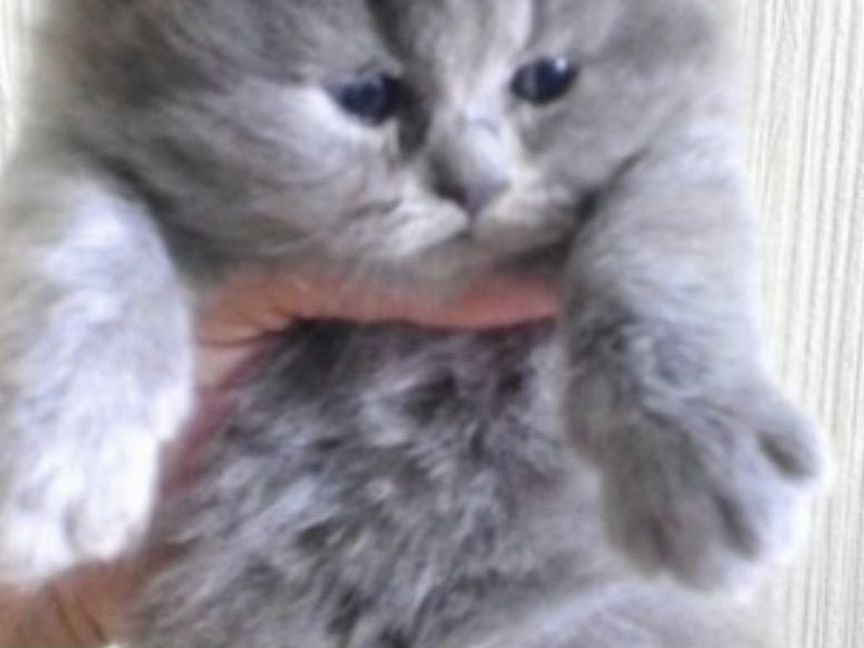 Голубой сибирячок