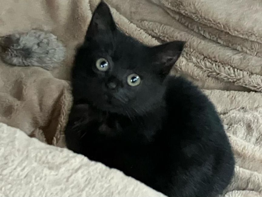 Котёнок черный девочка 2м