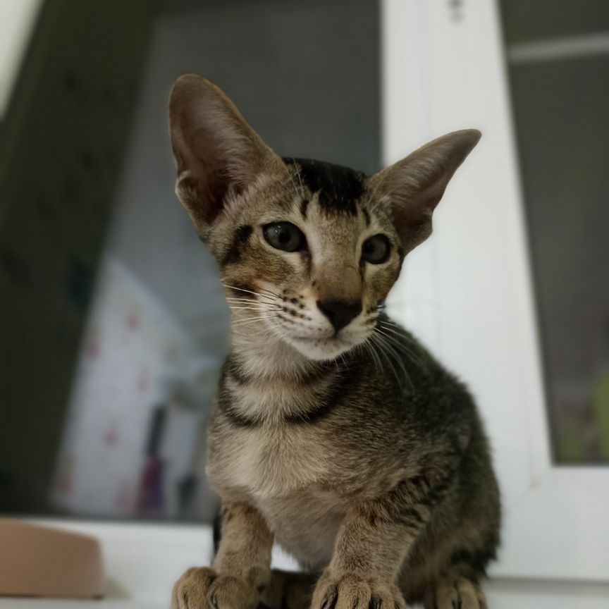 Ориентальный котёнок