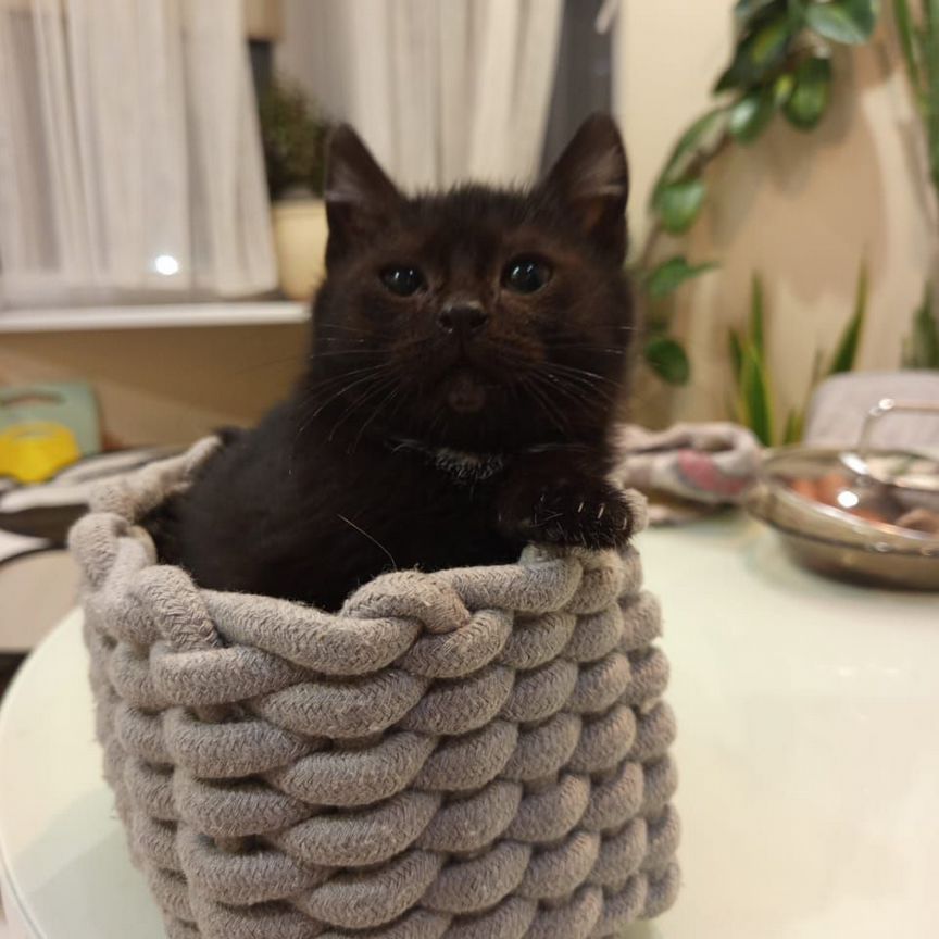 Катенок в добрые руки