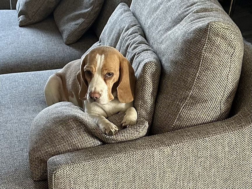 Бигль в добрые руки