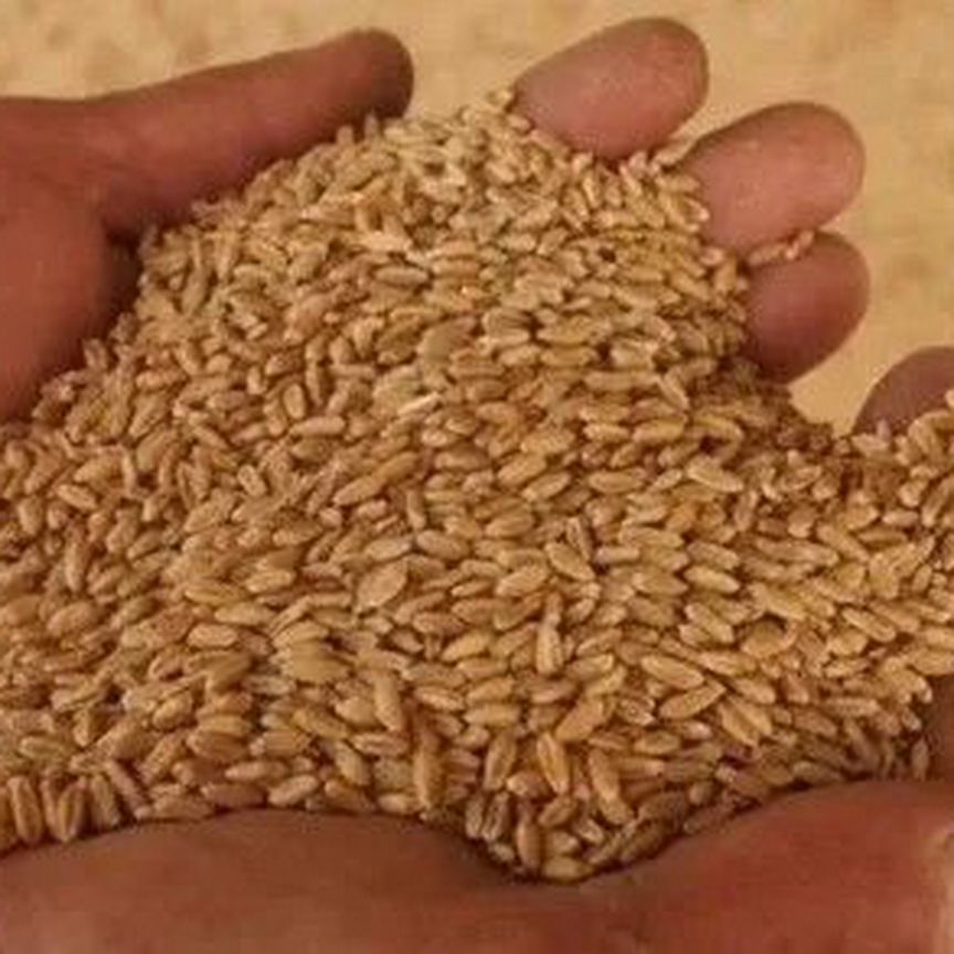 Продам пшеницу