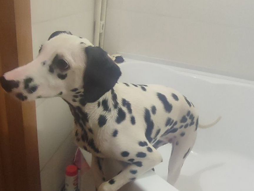 Собака долматинец