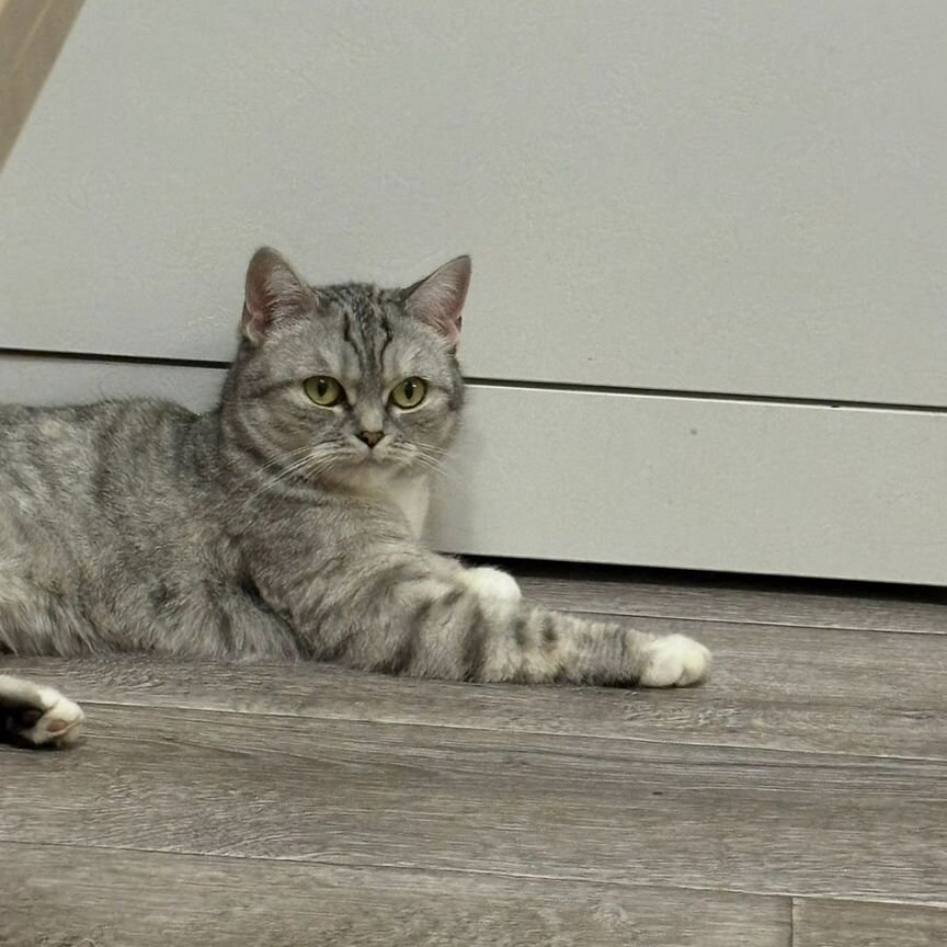 Шотландская прямоухая короткошёрстная кошка, взрослая