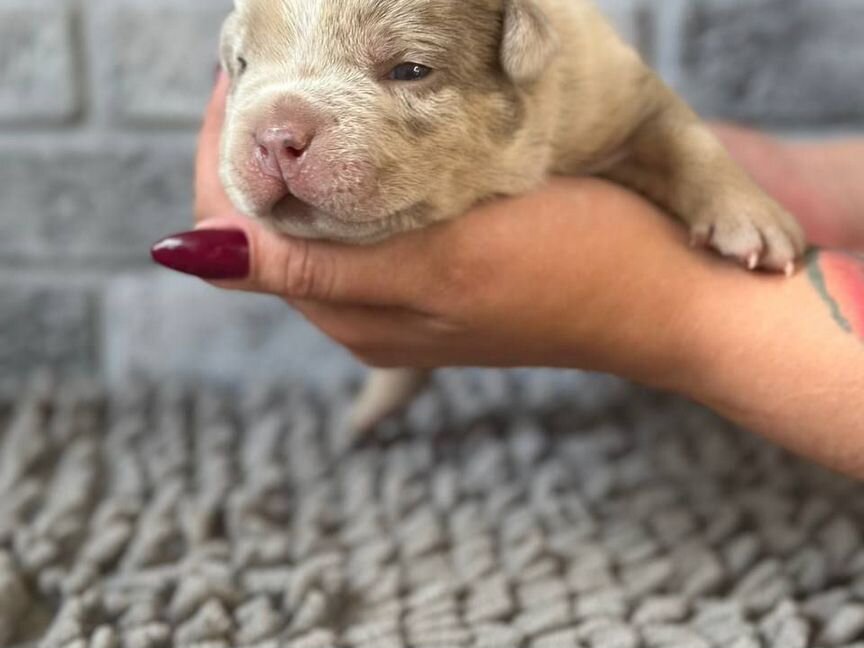 American bully