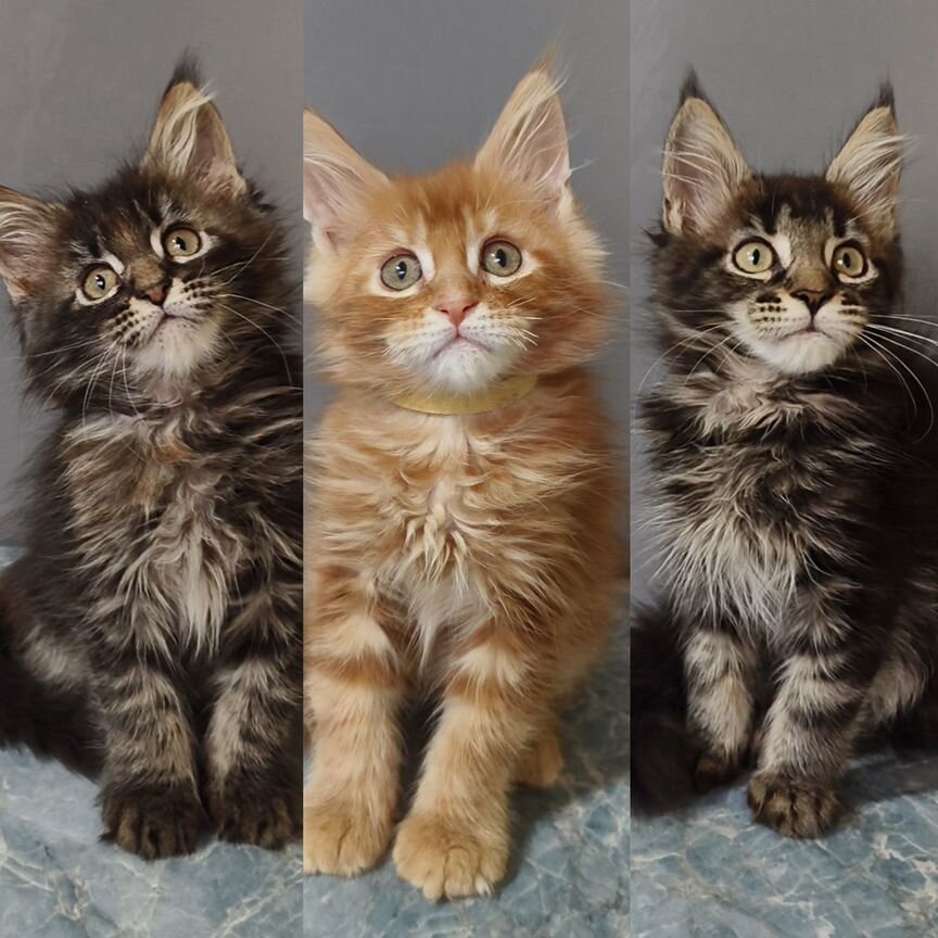 Котята Мейн-Кун от Чемпионов