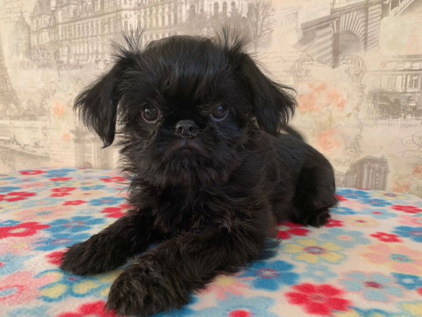 Щенок бельгийского гриффона