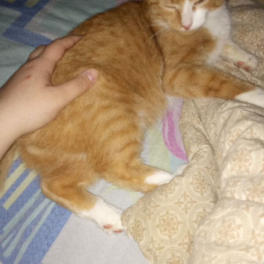 Снупи кот