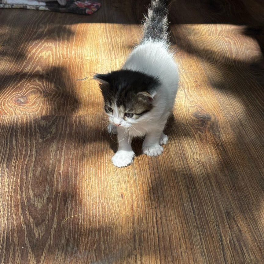 Котенок девочка в добрые руки