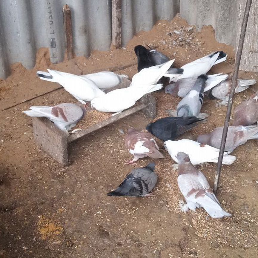 Голуби бойные