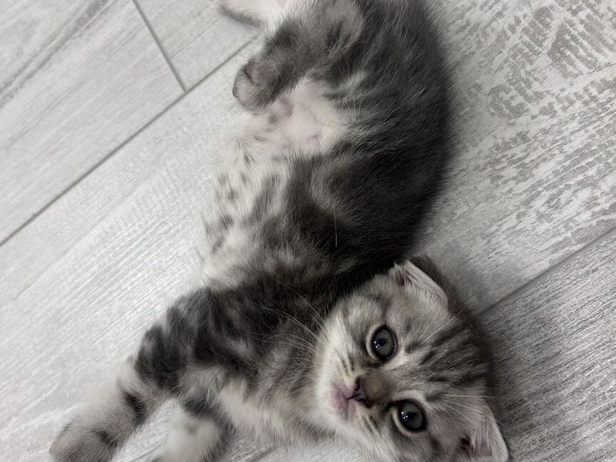 Британские котята