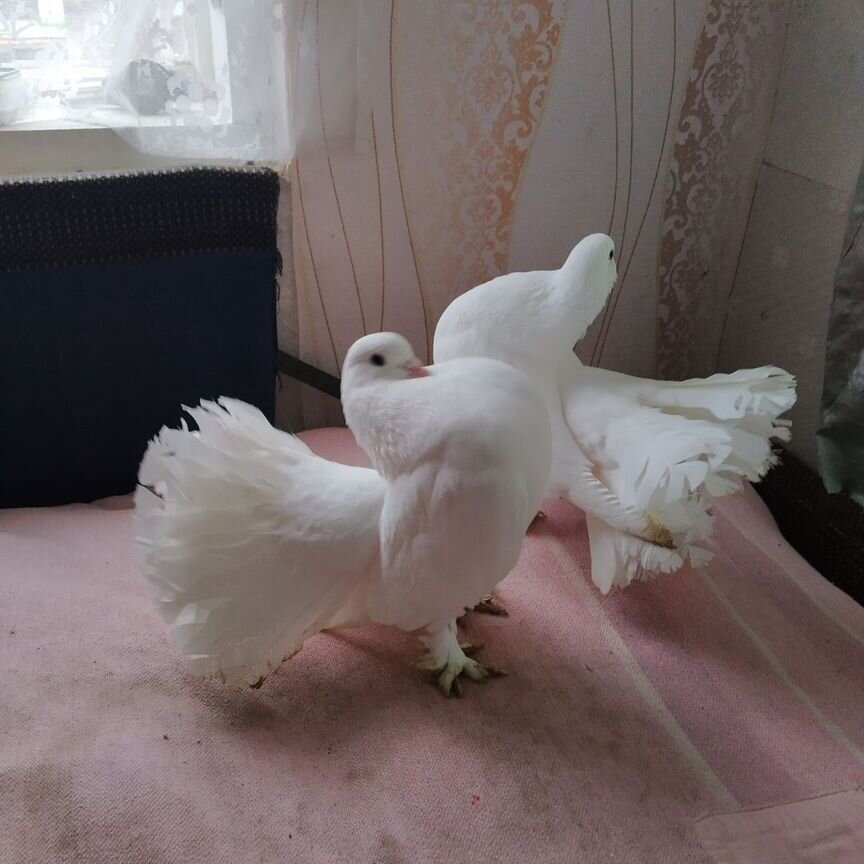 Голуби узбекские