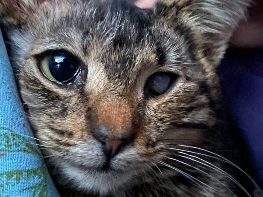 Котенок в добрые руки