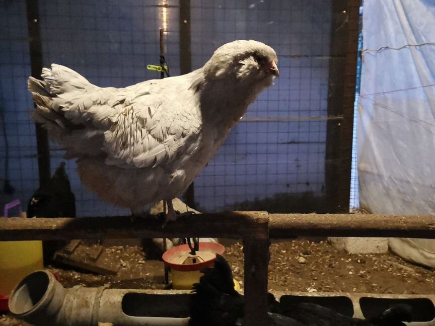 Куры несушки амераукана