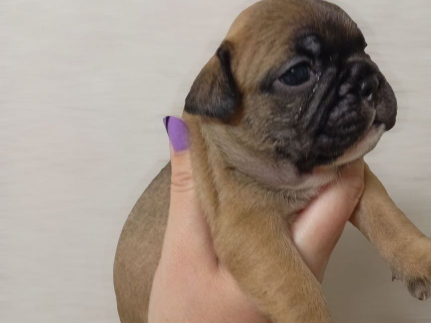 Французский бульдог щенки голубой фавн