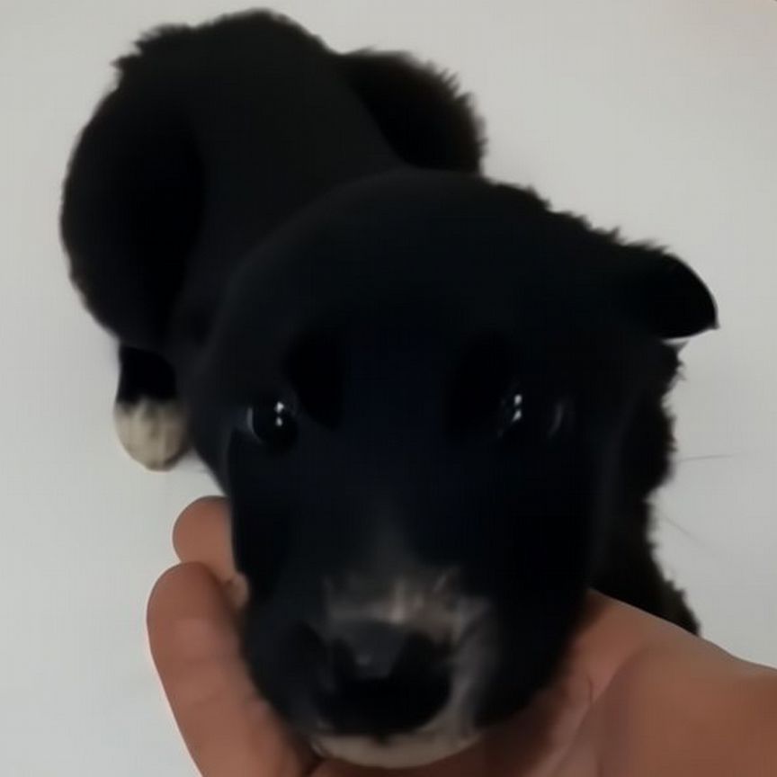 Щенок в добрые руки