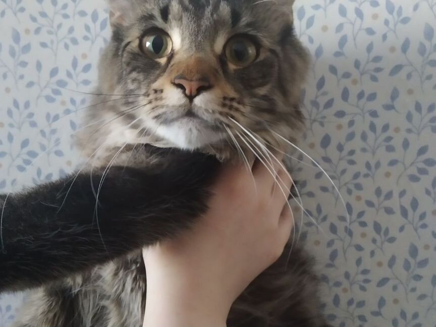 Мэйн кун кошка для вязки