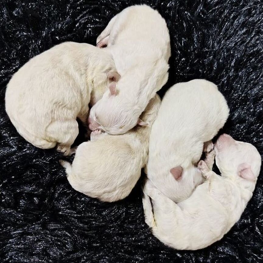 Помапу щенки