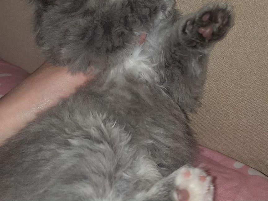 Котенок