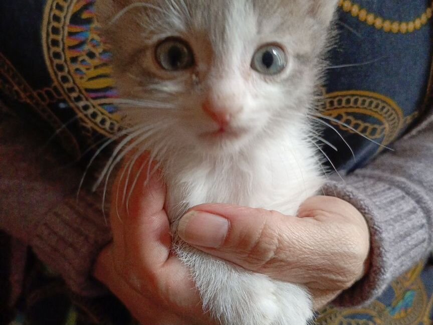 Кошки в добрые руки бесплатно