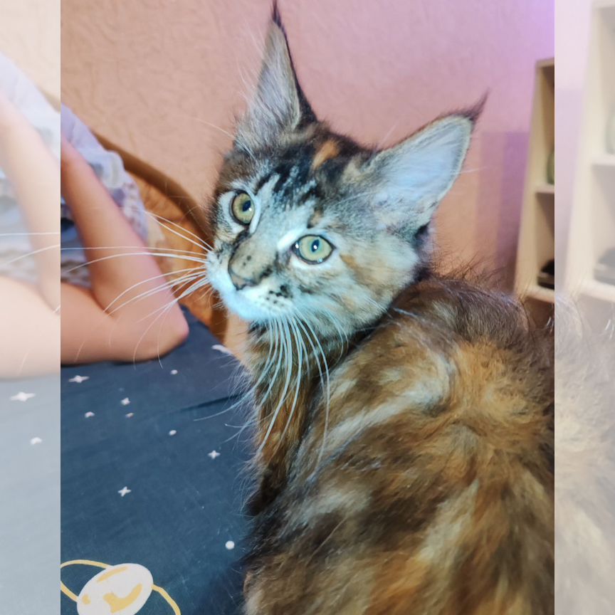 Мейн-кун котёнок