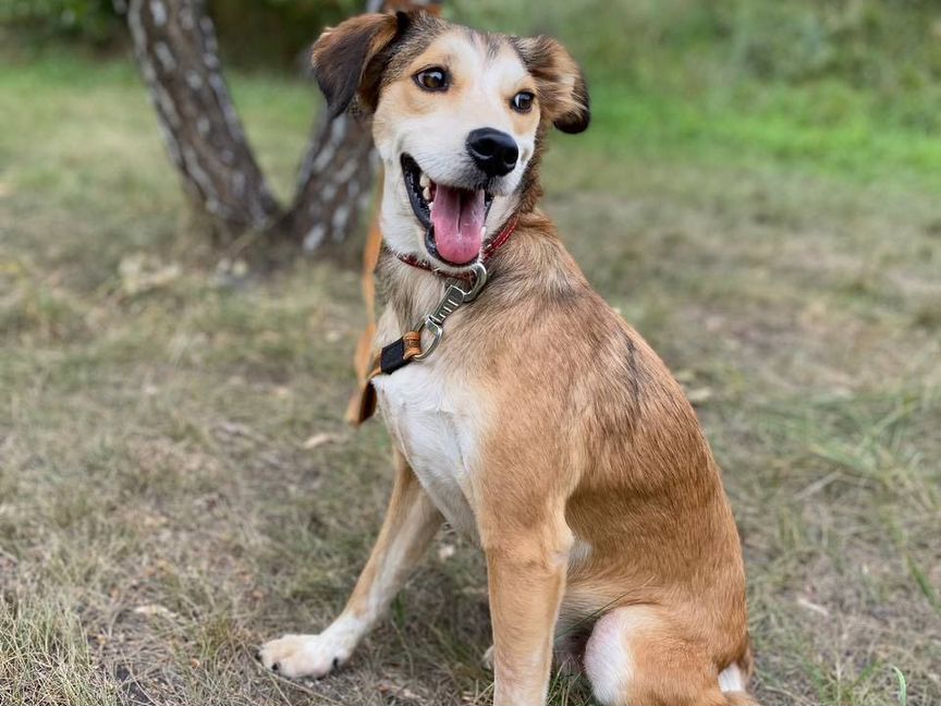 Собака Хани