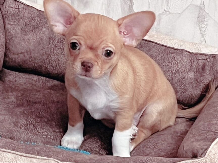 Щенок чихуахуа девочка