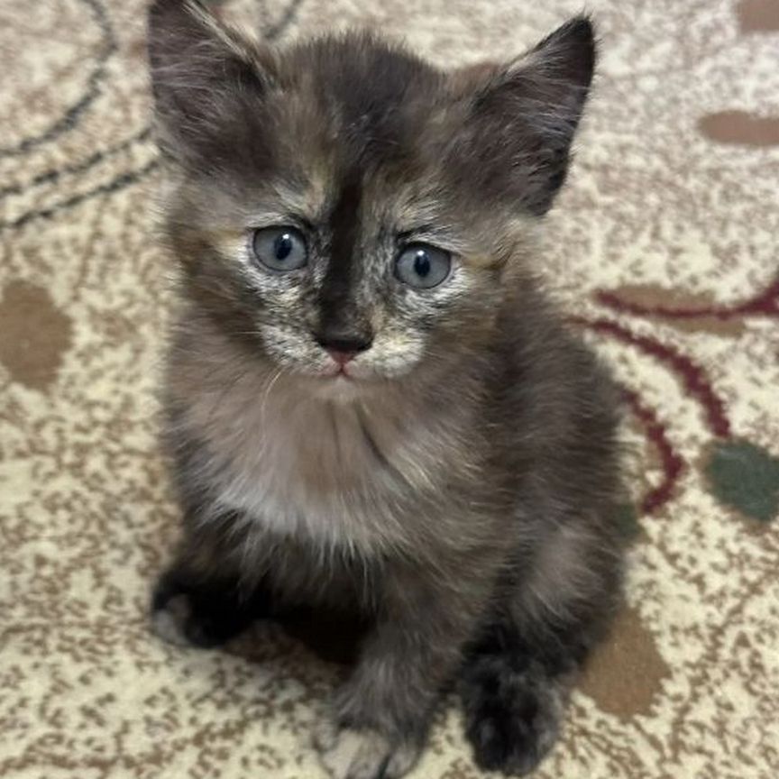 Сибирский котёнок