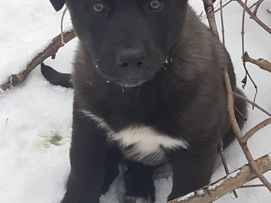 Щенок, мальчик, 3 м