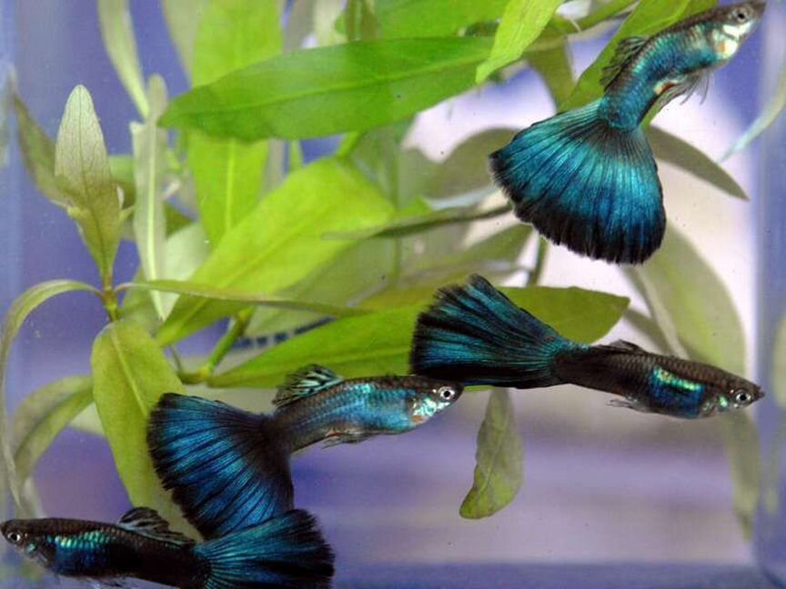 Зелёный малахит