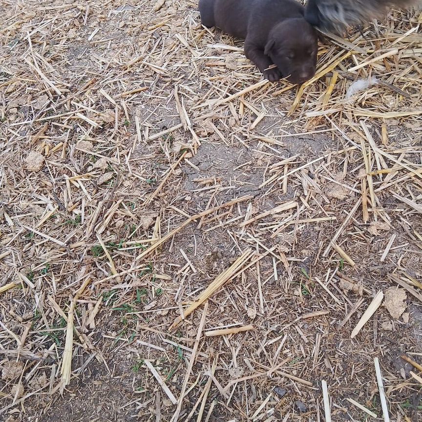 Щенки келпи