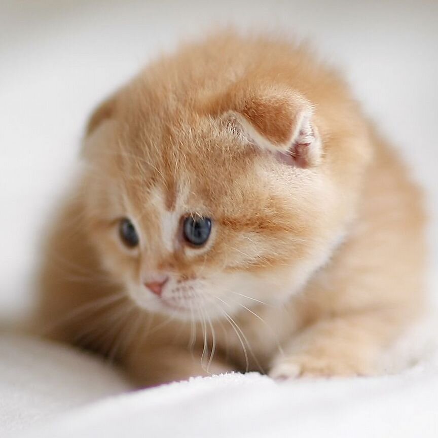 Шотландский вислоухий короткошёрстный котёнок