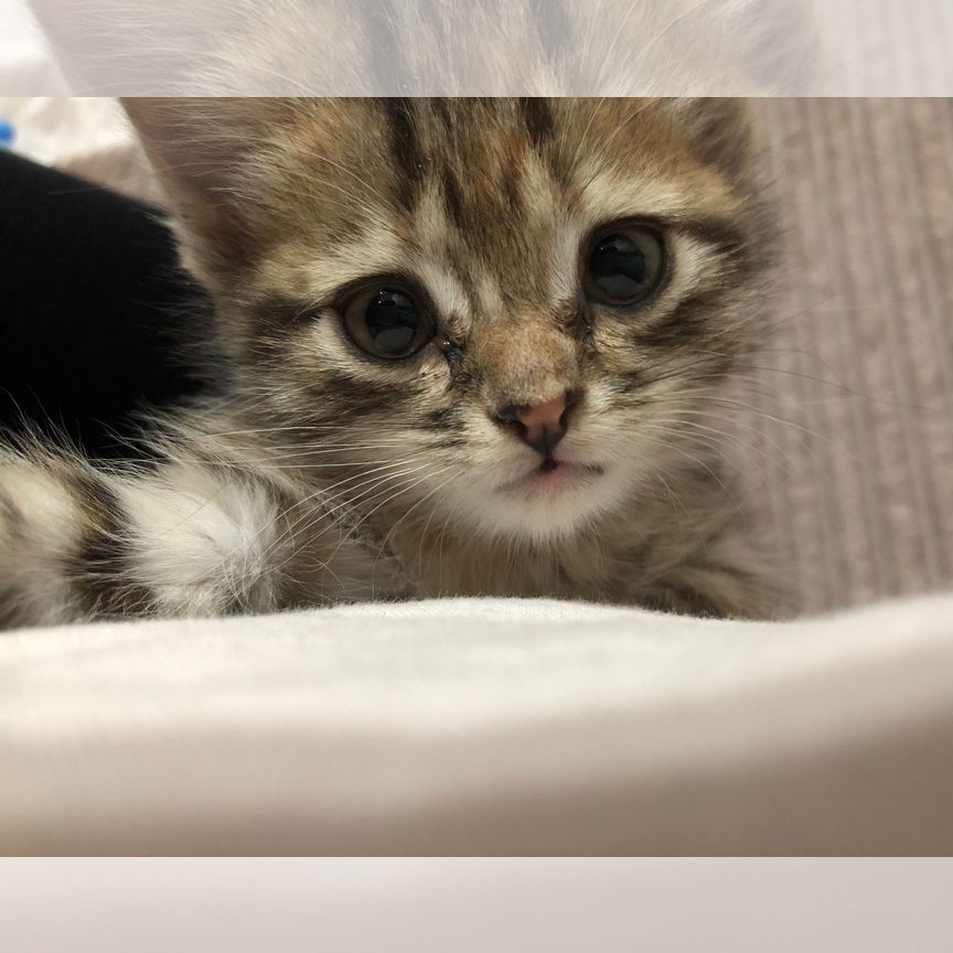 Котёнок в добрые руки