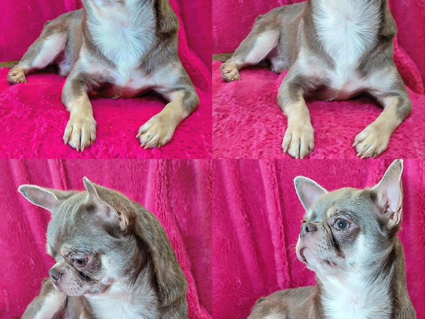 Продажа Кобель 2 года РКФ