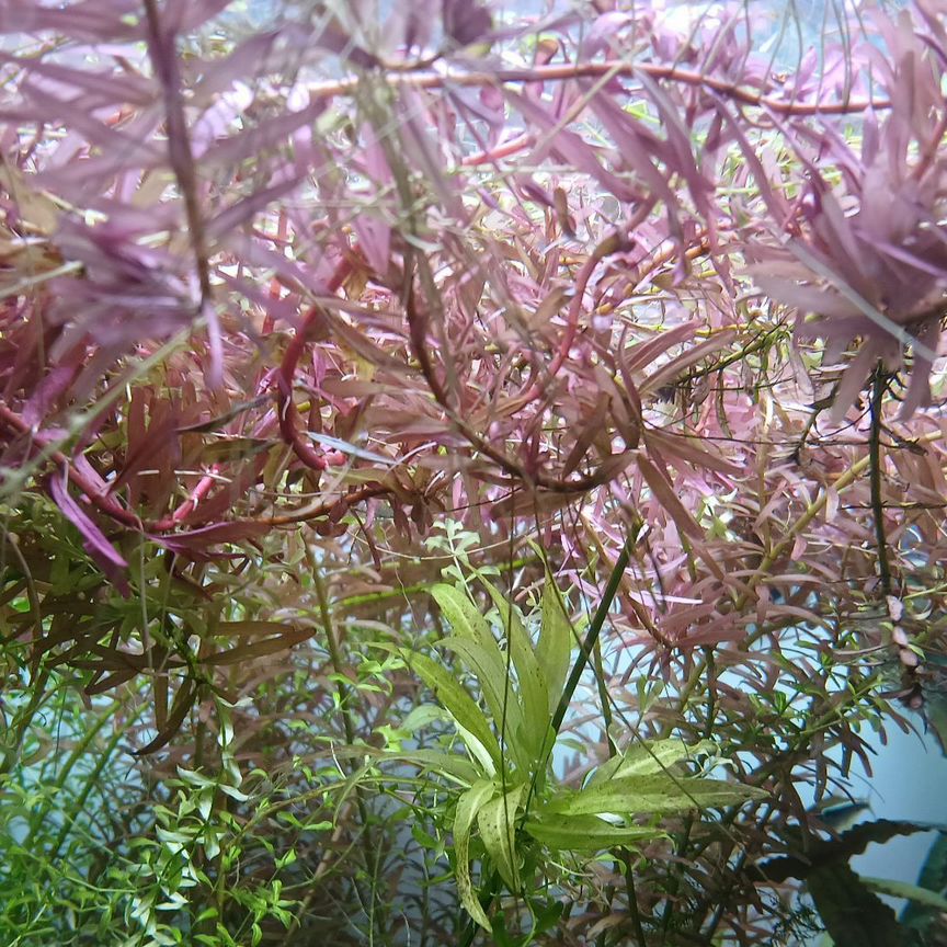 Растительность аквариумная