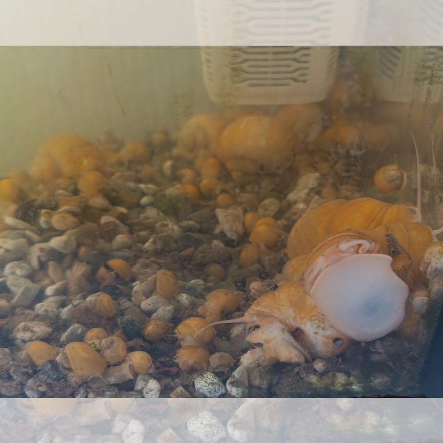 Улитки аквариумные ампулярии