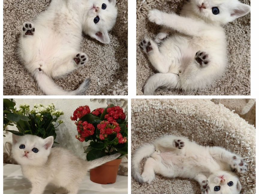 Шотландские котята