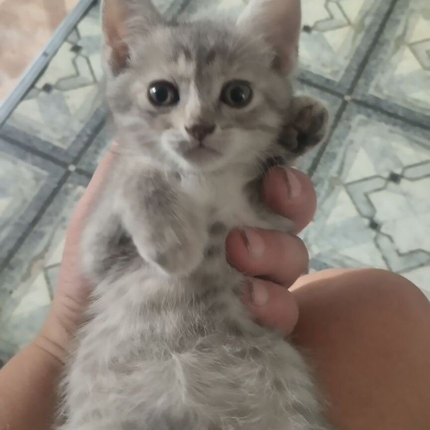 Отдам котят в хорошие руки, две кошки и три кота