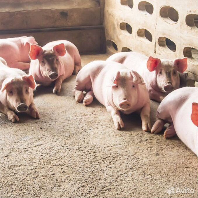 Продам поросят