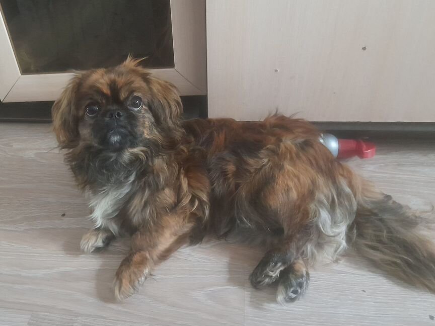 Продаётся пекинес