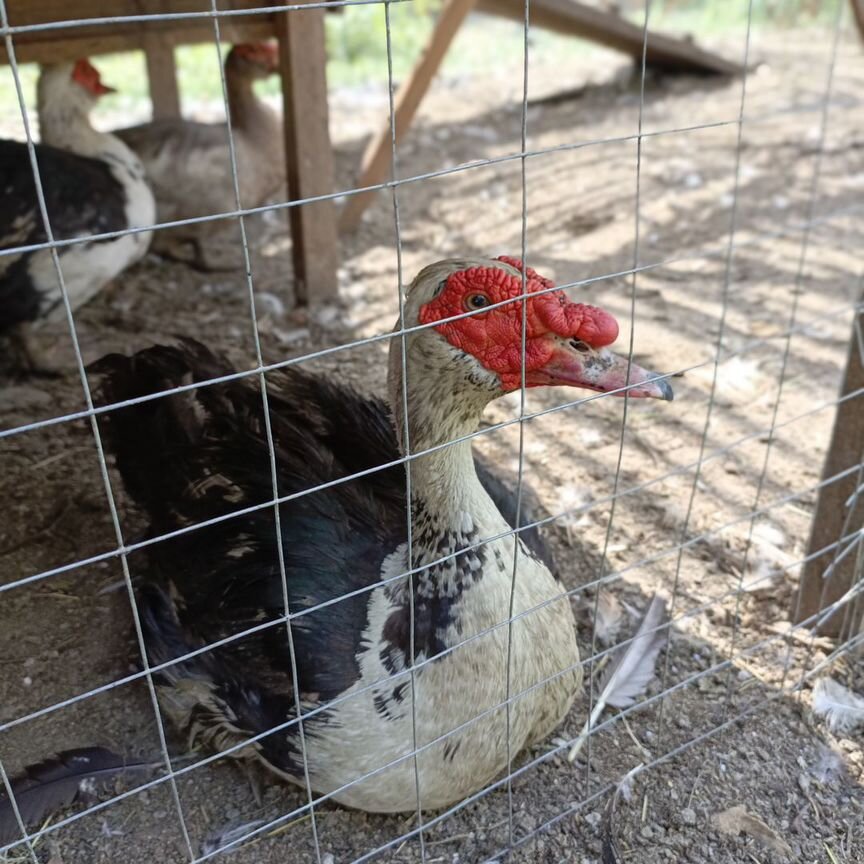 Продаются индоутки