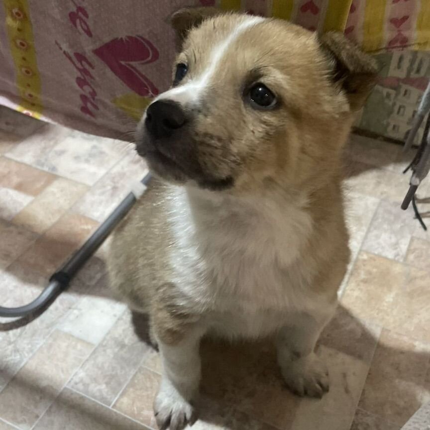 Щенок в добрые руки