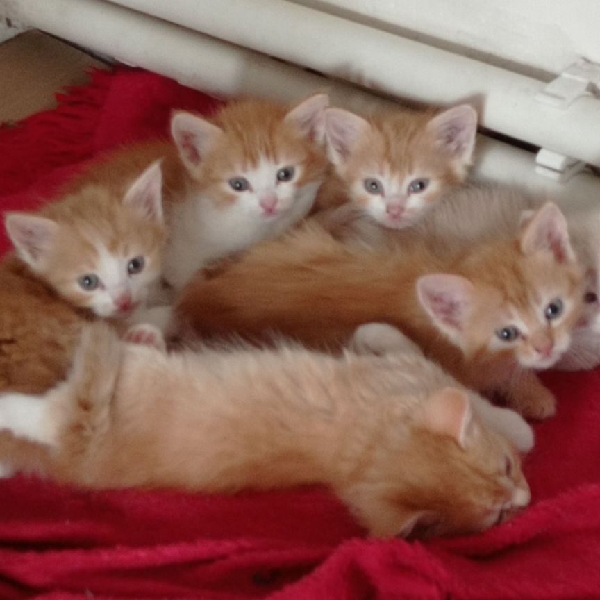 Котята в добрые руки бесплатно