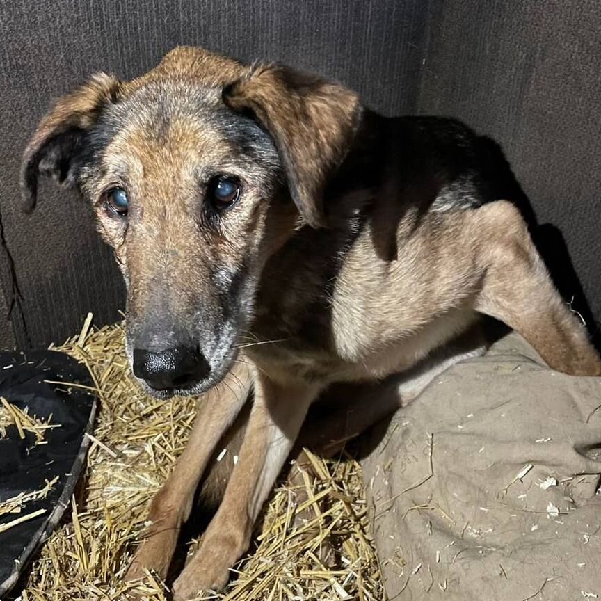 Серго - старый худющий пес ждет помощи в приют