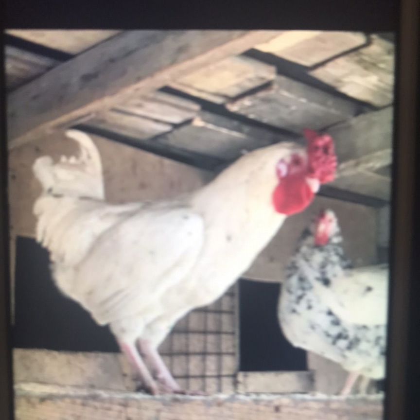 Петухи пушкинские