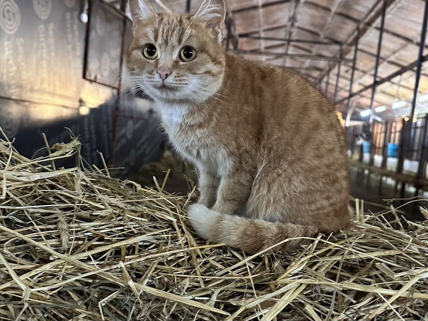 Кошка Ряженка в добрые руки