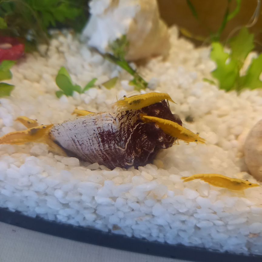 Креветки желтые