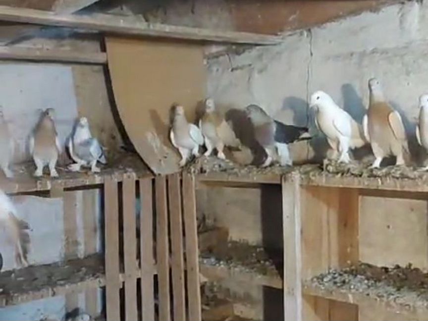 Голуби турецкие такла